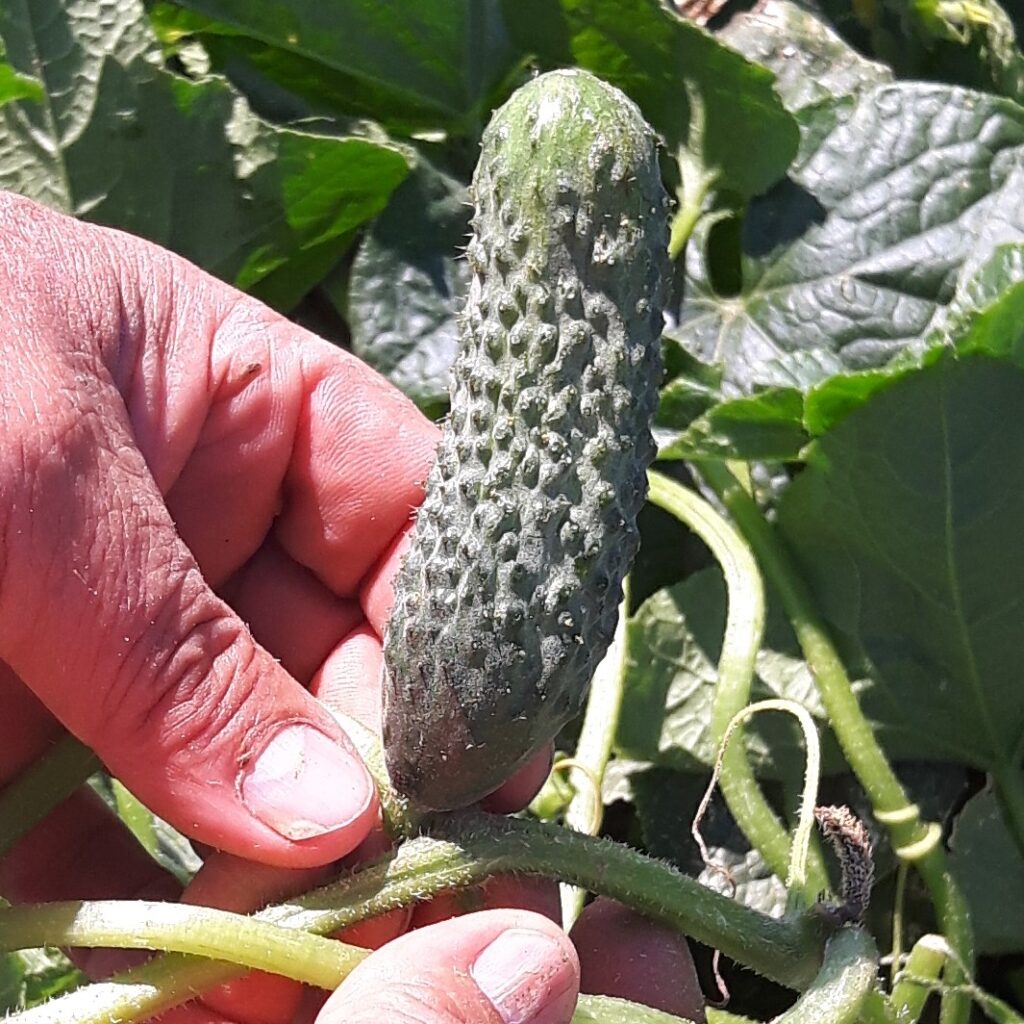 Cucumber Pickling Parthenocarpic Archives - Wing Seed