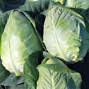 Cabbage Pointed Archives - Wing Seed