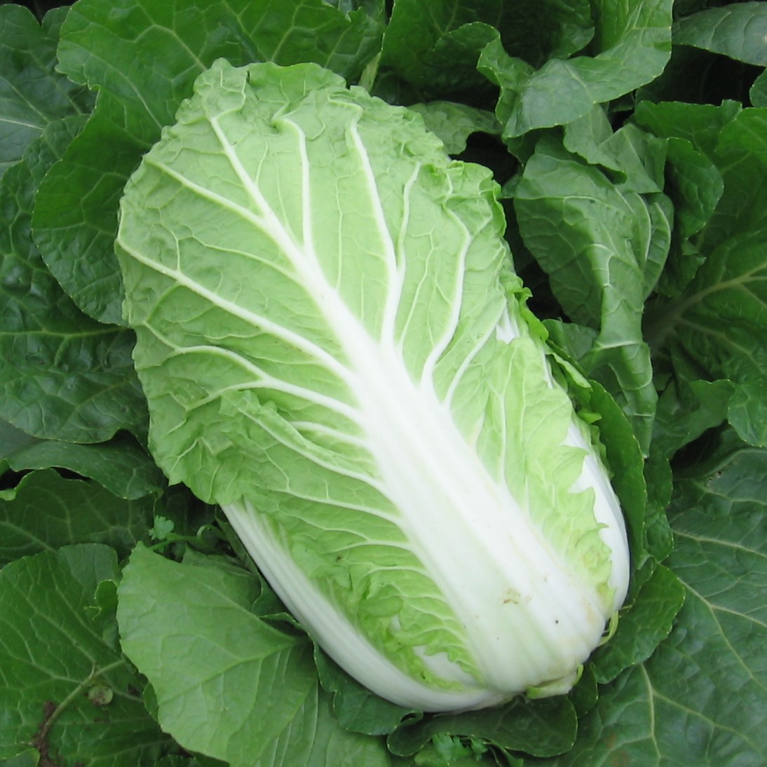 Sotsji F1 - Wing Seed