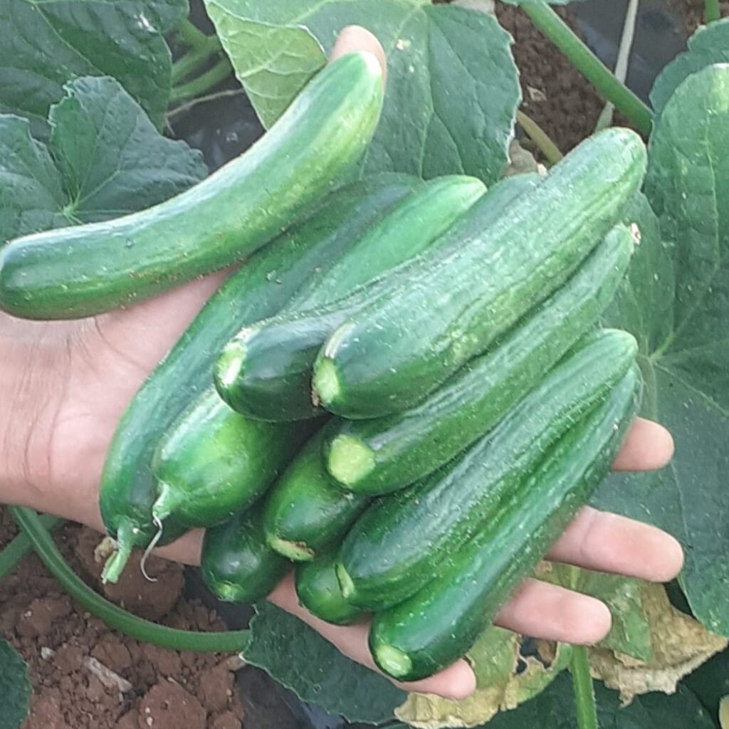 Cucumber Beth-Alpha Archives - Wing Seed