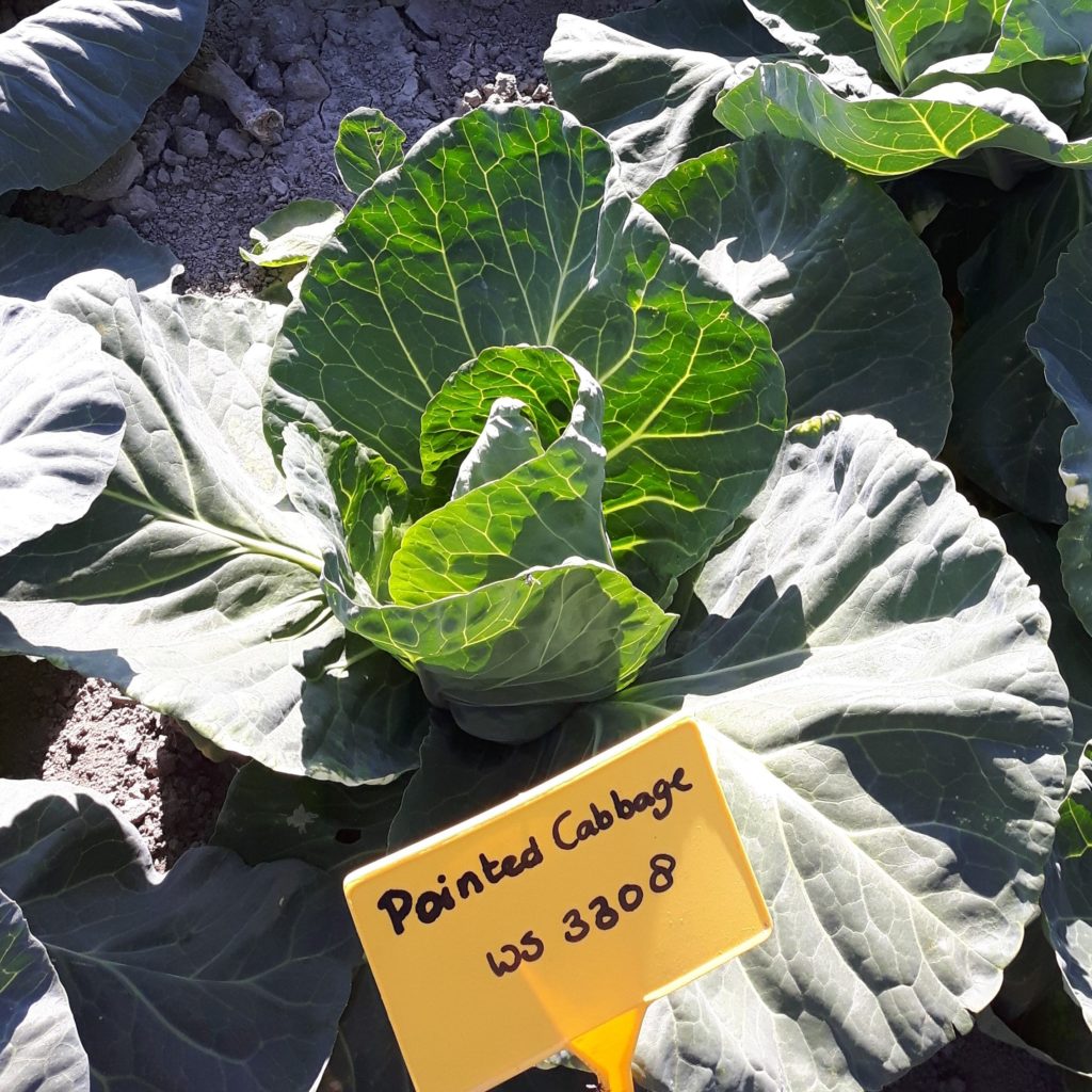 Successful trials with new early pointed cabbage Allegro F1 - Wing Seed