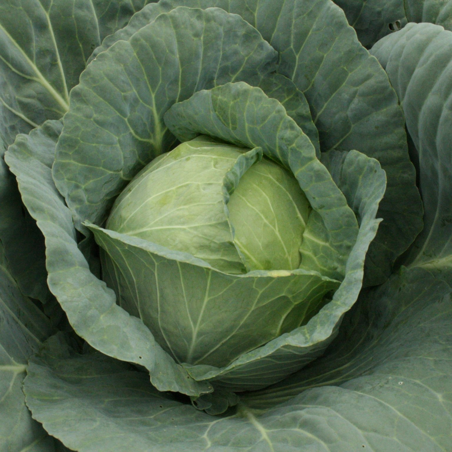 Successful trials with new early pointed cabbage Allegro F1 - Wing Seed