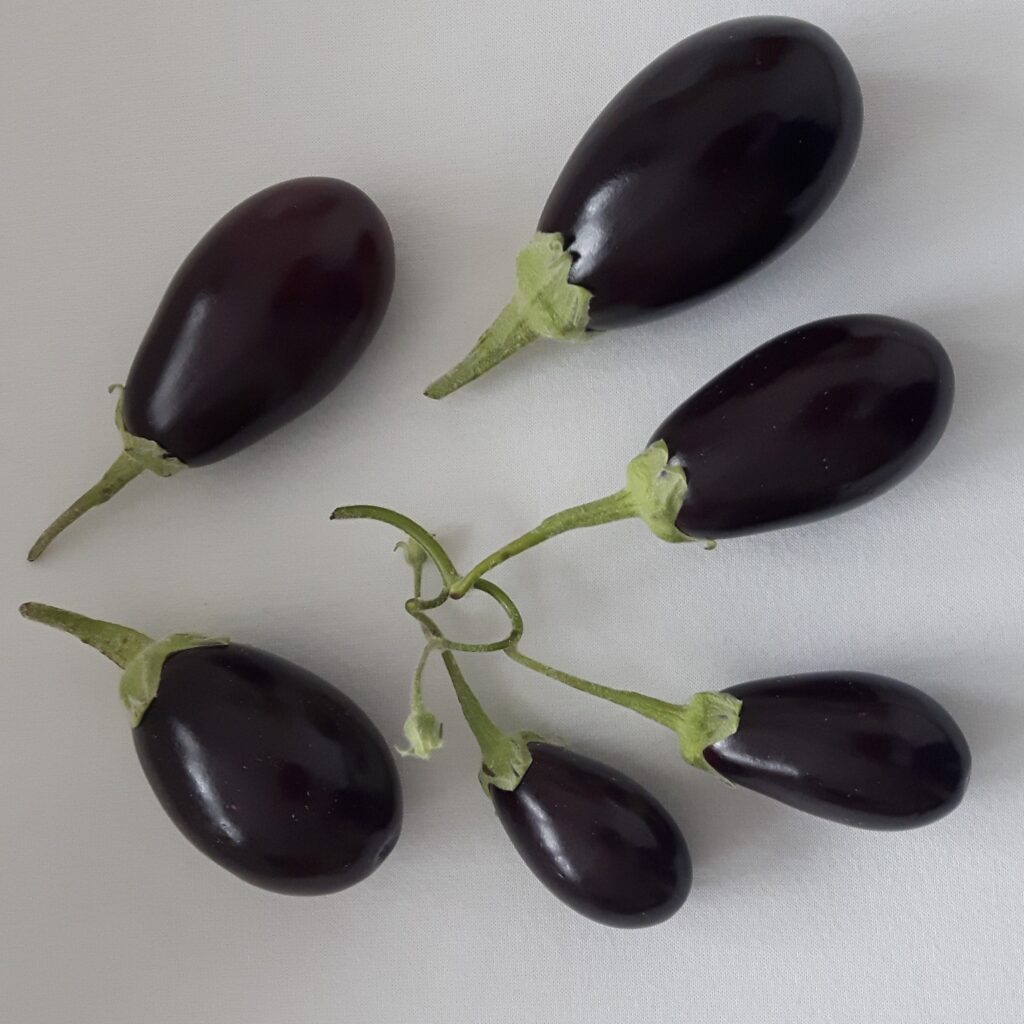 Bellini F1 - Wing Seed