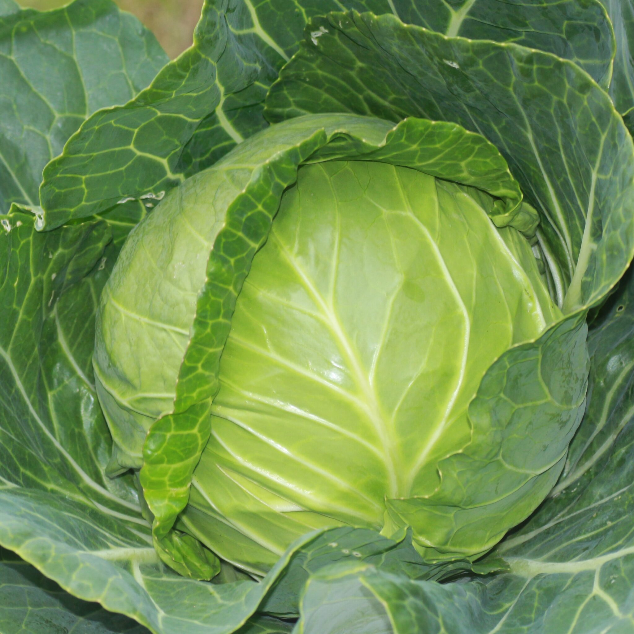 Cabbage White Archives - Wing Seed