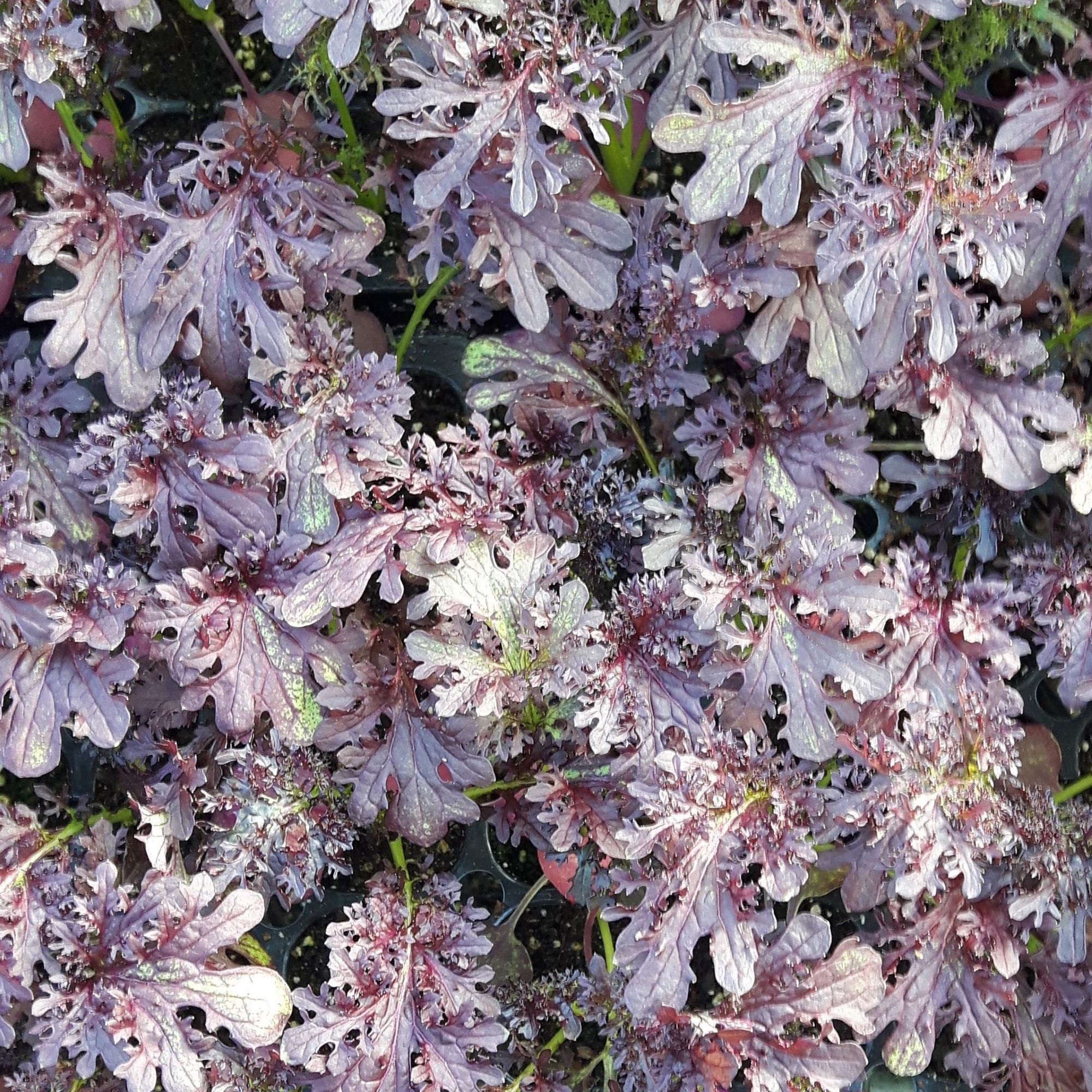 Baby leaf Archives - Wing Seed