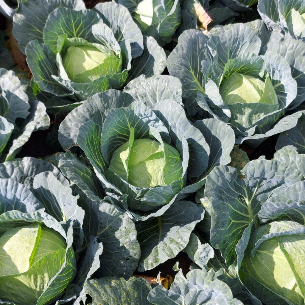 Cabbage flat Archives - Wing Seed