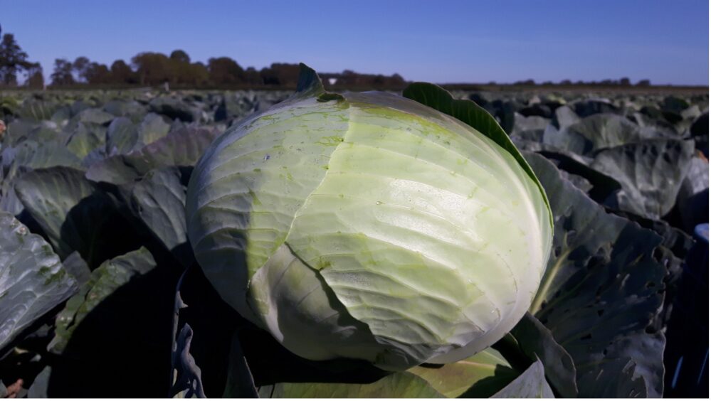 White Cabbage Victoria in Nigeria - Wing Seed