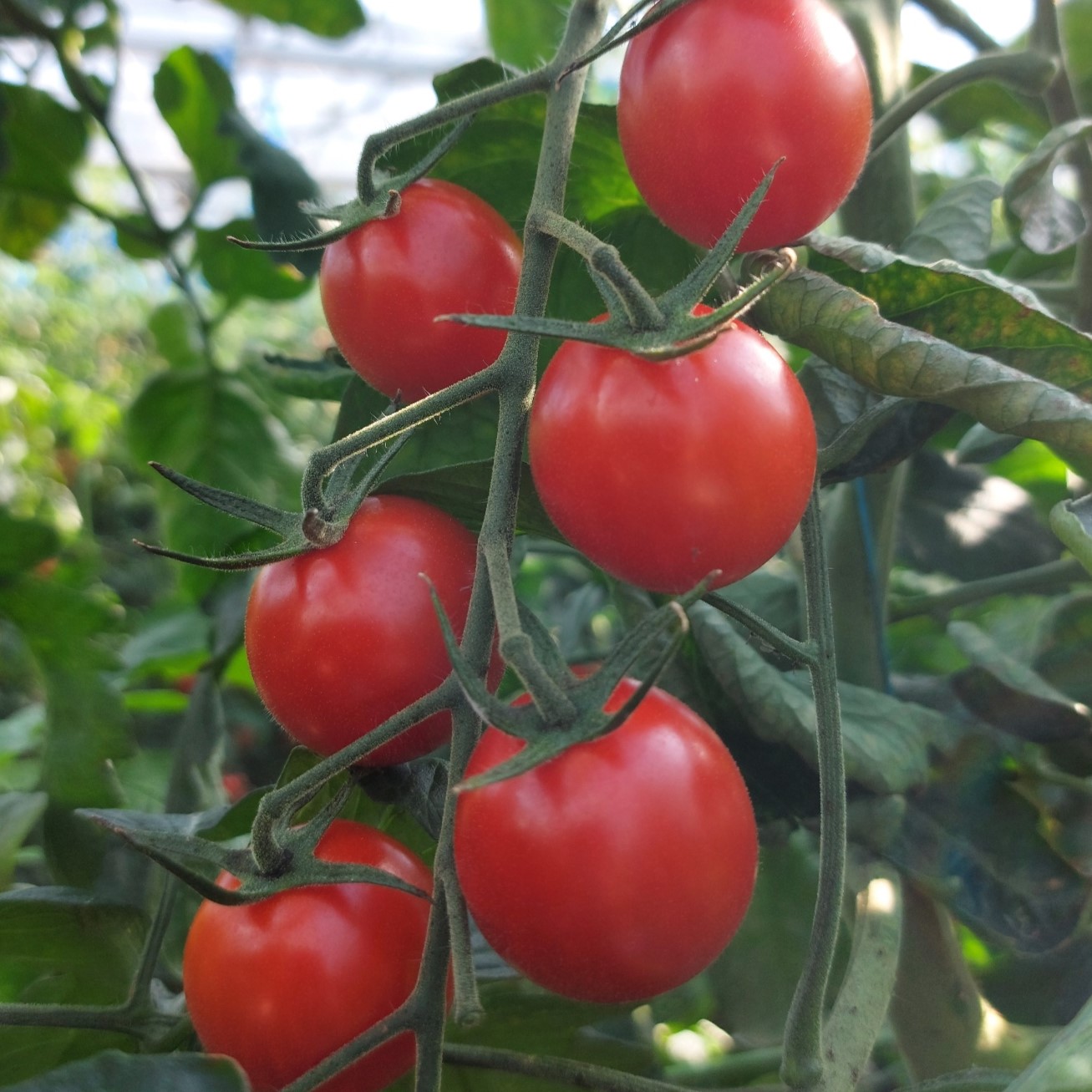 Redda F1 - Wing Seed