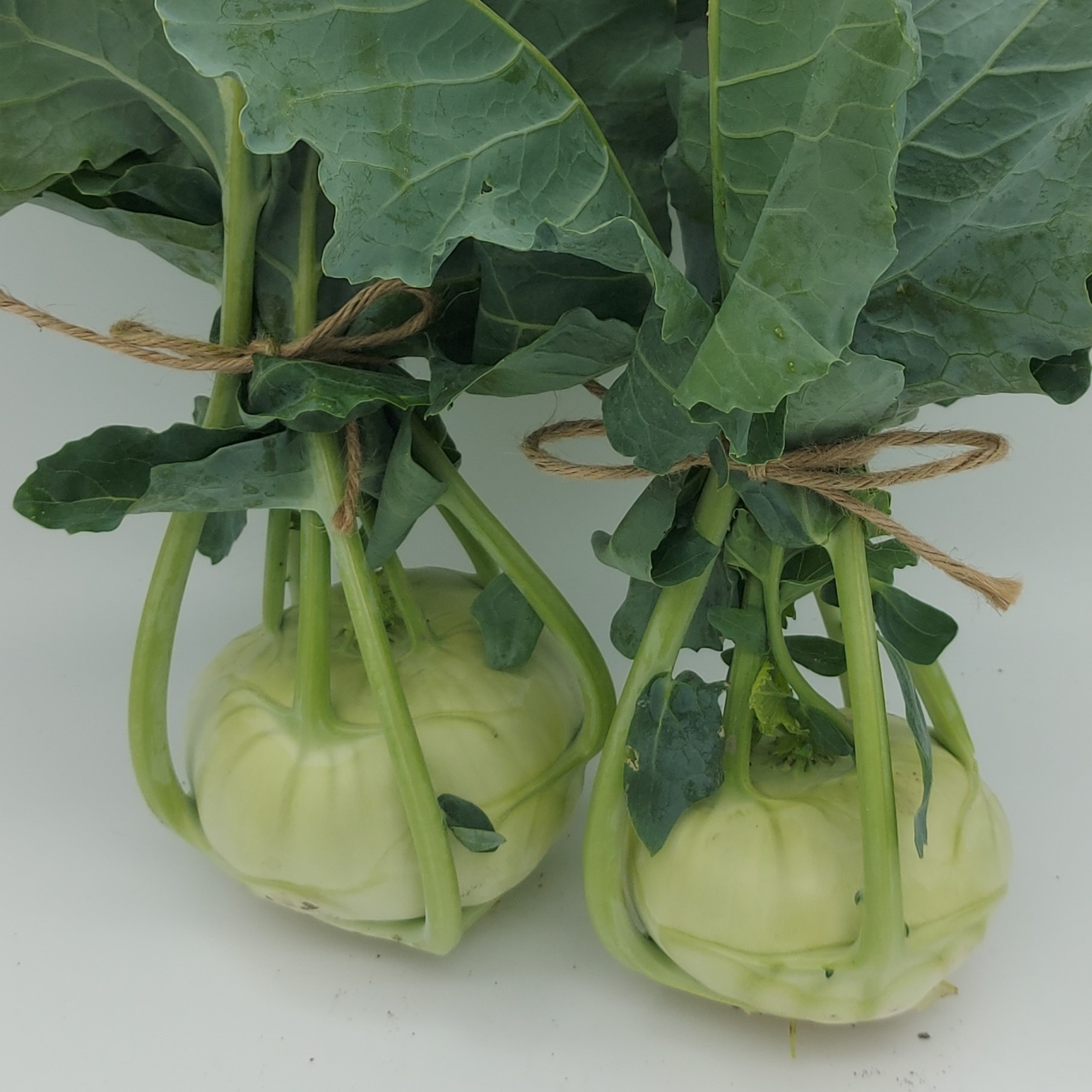 WS 1166 F1 - Wing Seed